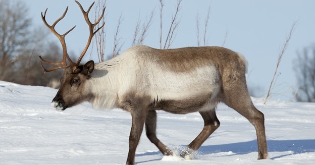 La clase de Laura: Rodolfo el reno
