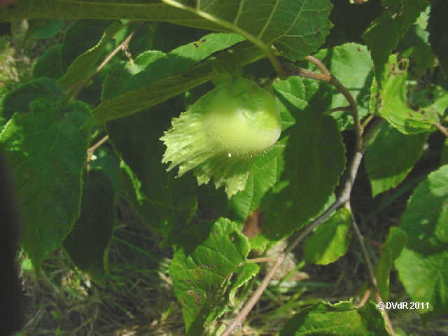 Gardening along the creek...: My First Nut "Crop"!