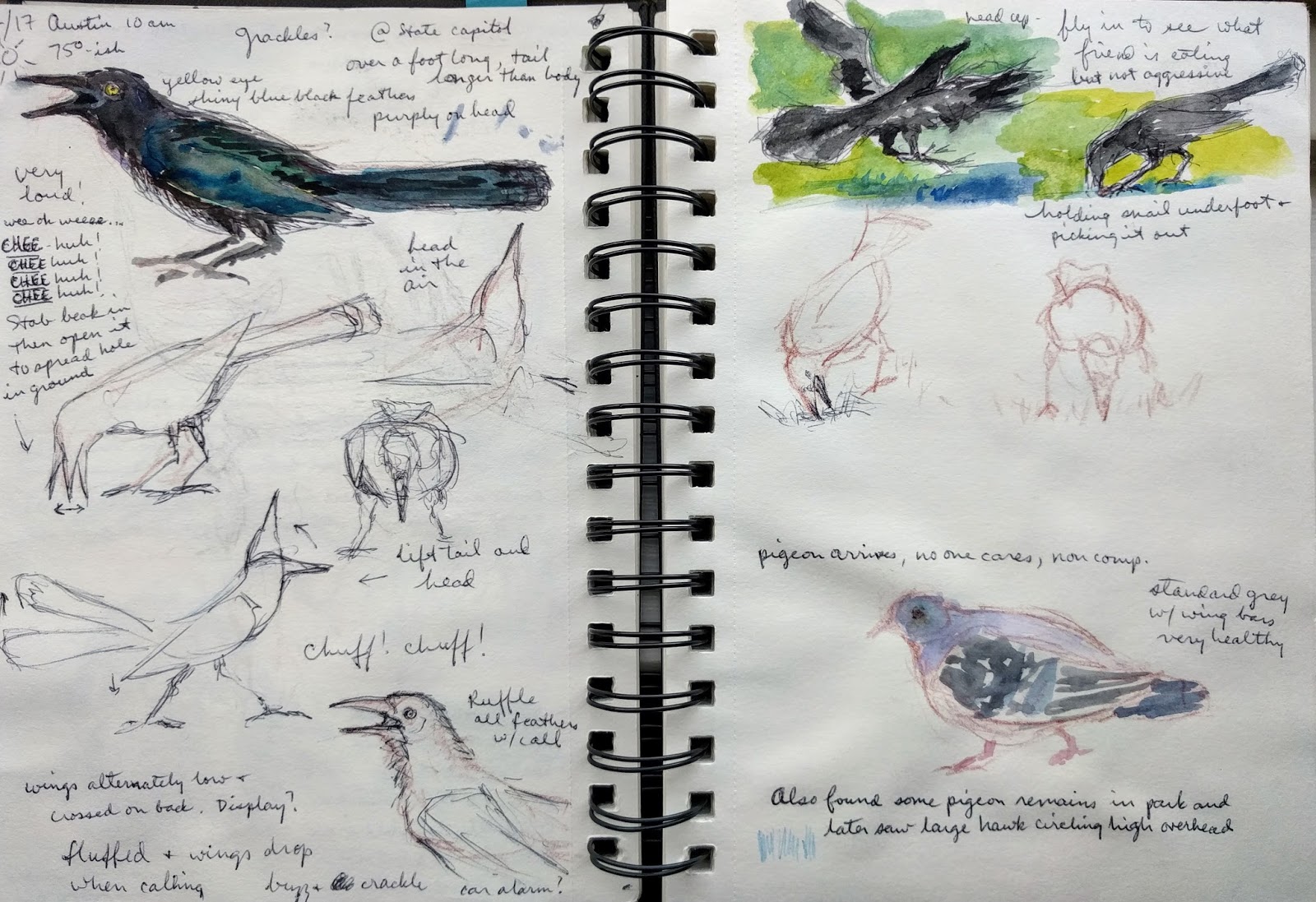 KathrynLaw: Drawing as a Journal