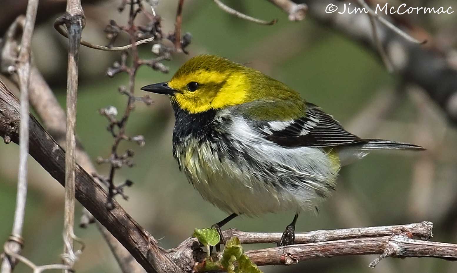 Ohio Birds and Biodiversity: A warbler extravaganza at Magee Marsh ...