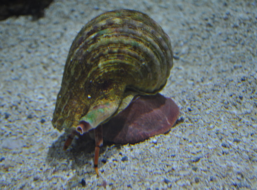 ZOOTOGRAFIANDO (6.100 ANIMALS): CARACOLA TRITÓN / KNOBBED TRITON ...