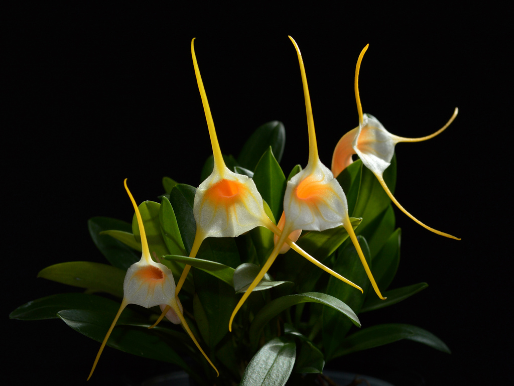 Masdevallia constricta care and culture | Travaldo's blog