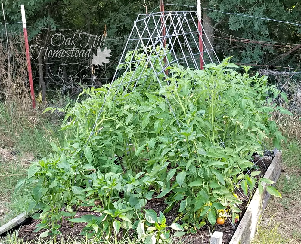 4+ Ways to Trellis Tomato Plants to Maximize Your Garden Space - Oak ...