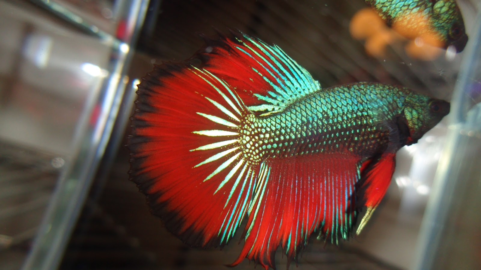 Vand pesti BETTA superdelta (poze individuale)