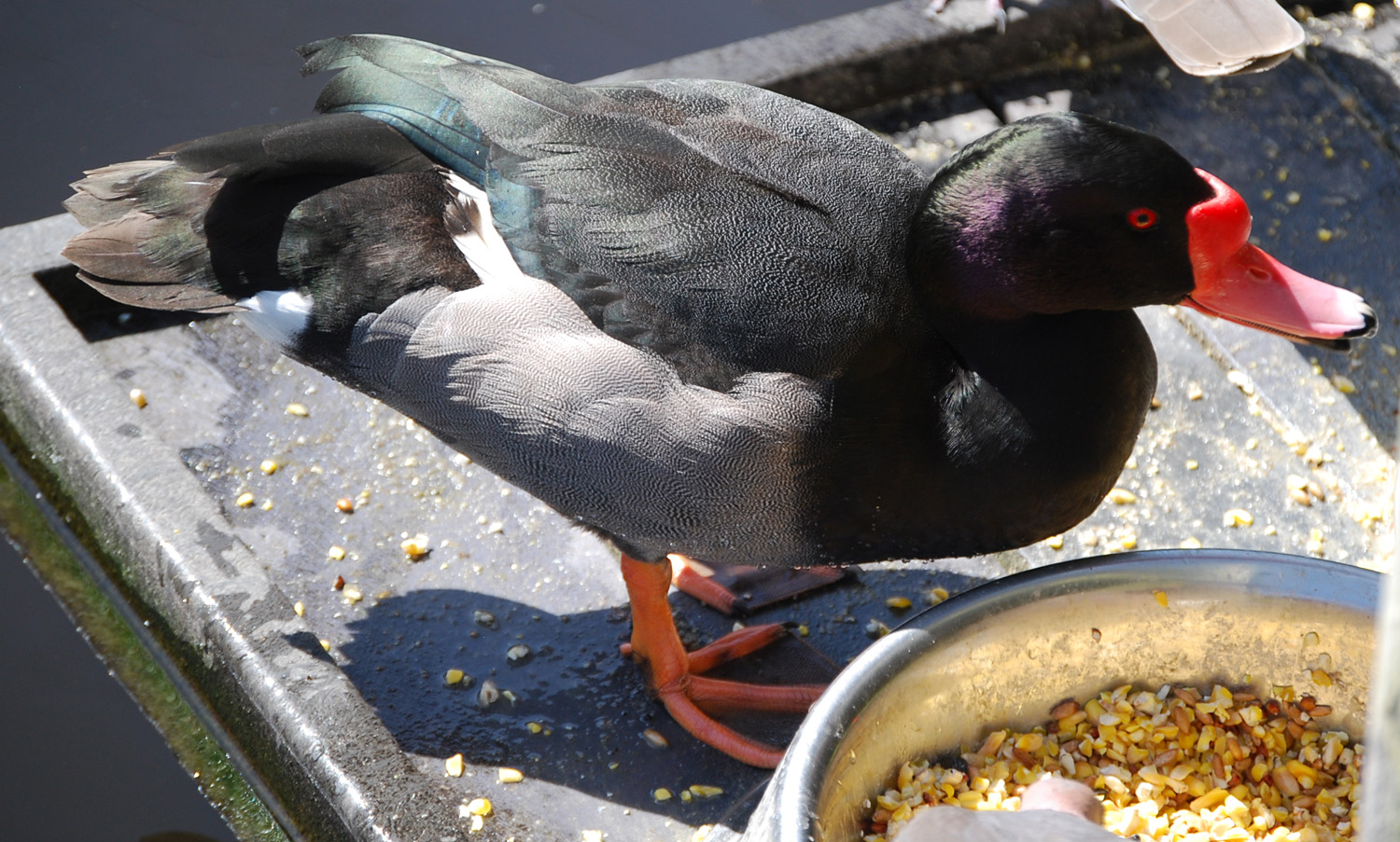 Footloose with Diana: Birds of Eden - ducks