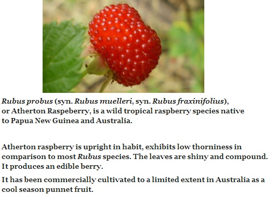 What Is Atherton Raspberry