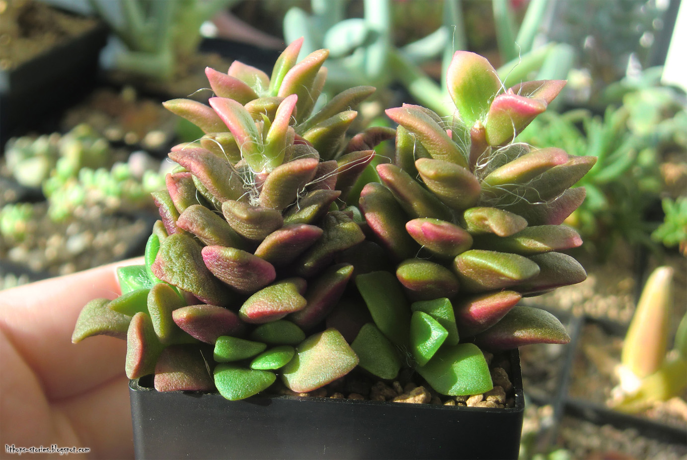 Lithops Stories: Recent observations on Anacampseros (15 pics)