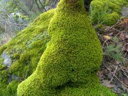 CONSULTAS DE INGENIERIA AGROPECUARIA: LOs musgos