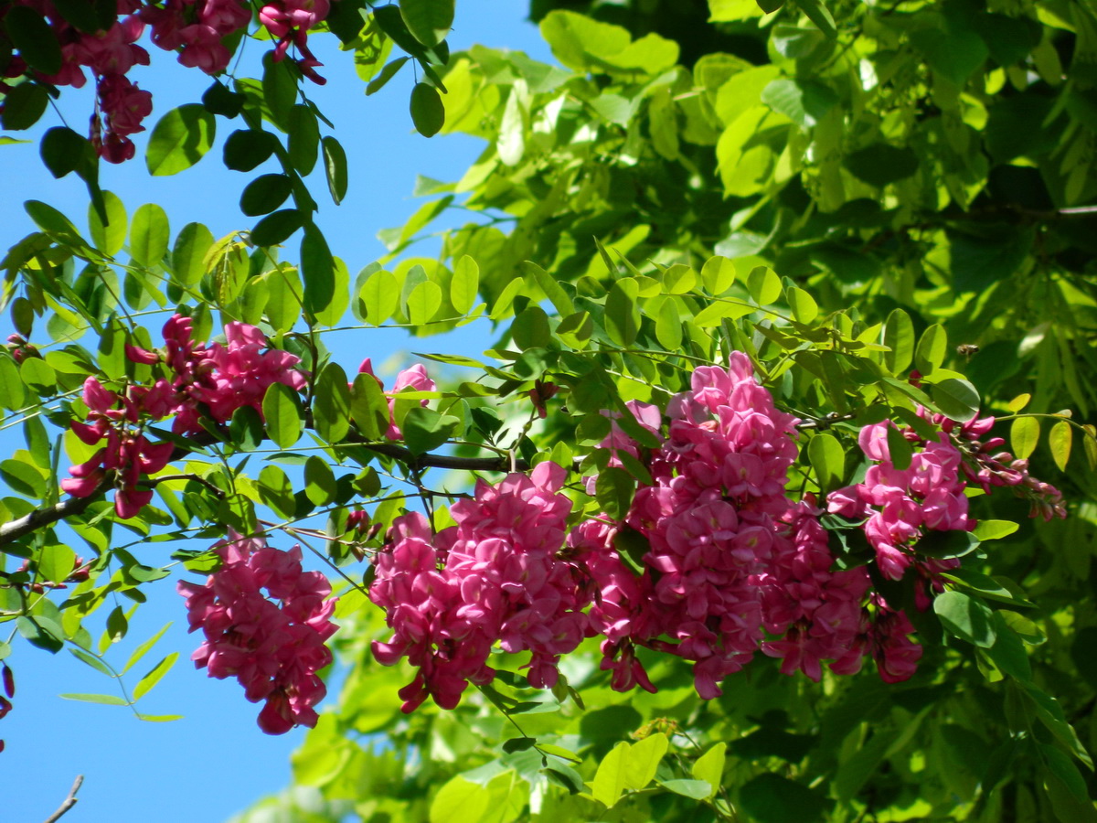 LA MULTI ANI, ROMANIA!: Salcam rosu