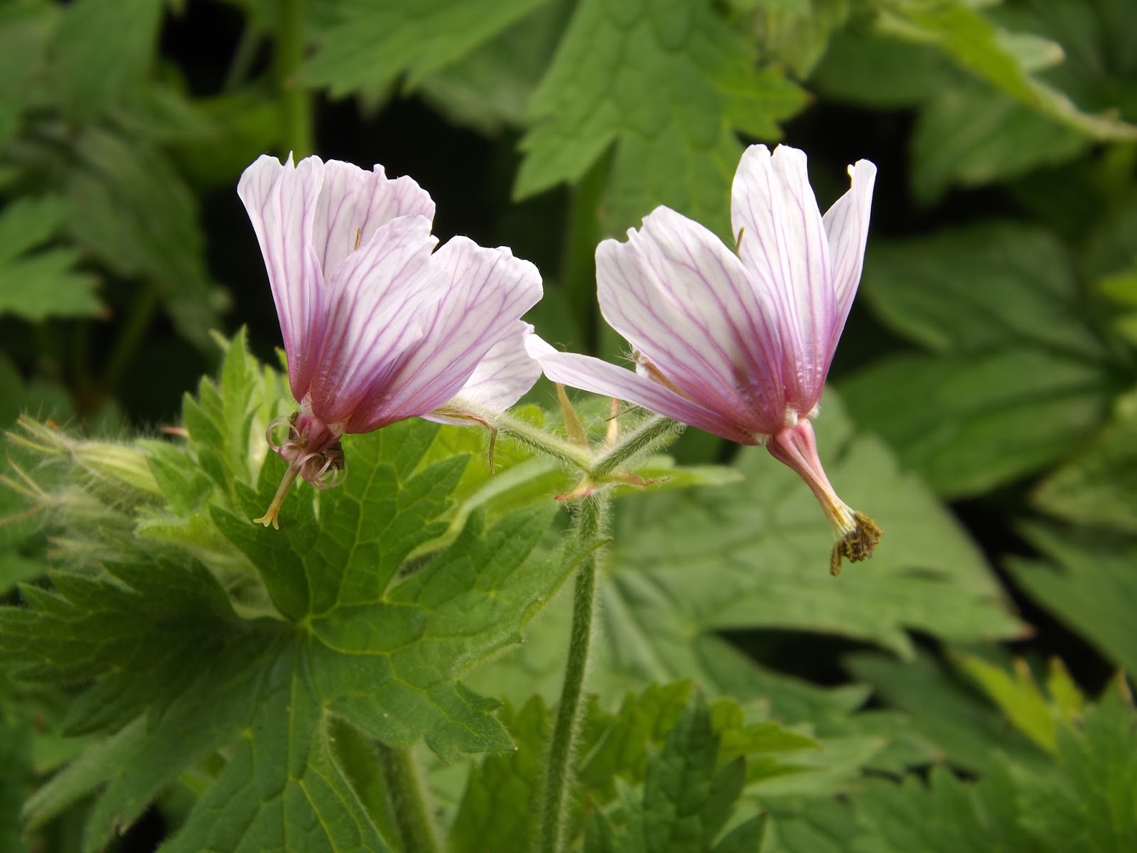 Le Jardin de la Salamandre: Autres géraniums