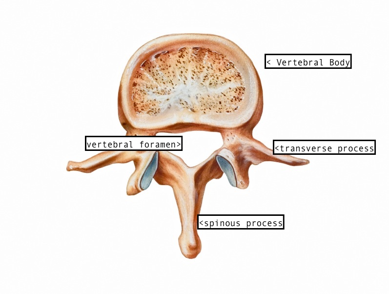 anatomy4fitness: STAY CENTERED: your guide to a healthy spine