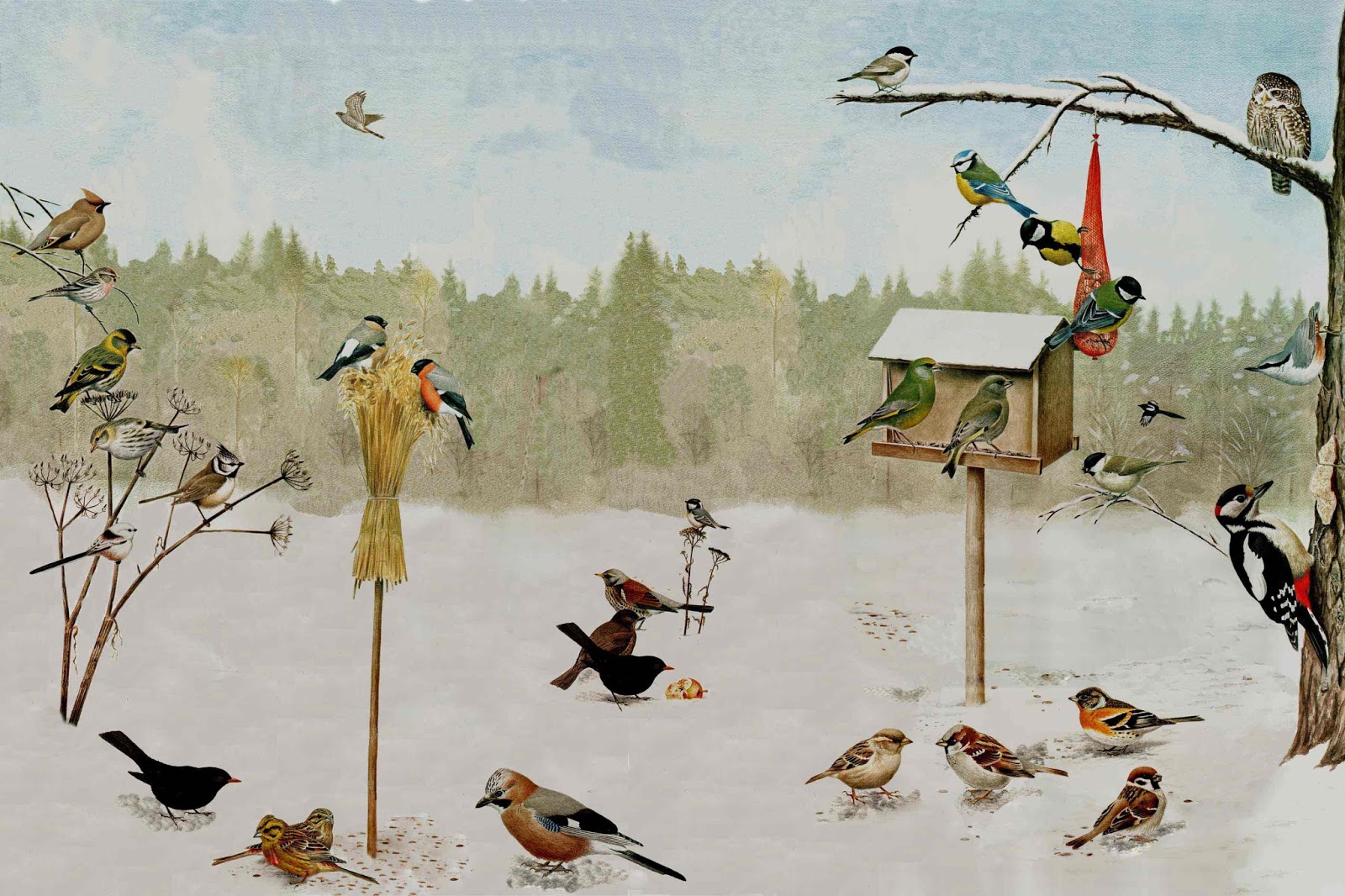 Familjedaghemmet: Mer vinterfåglar