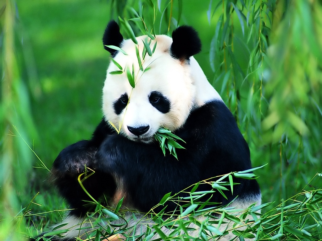 ROHADIN AISH: panda