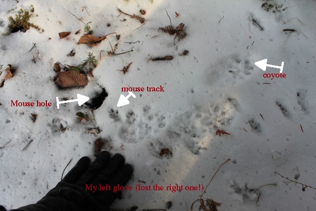 Rat Tracks In Snow Identification