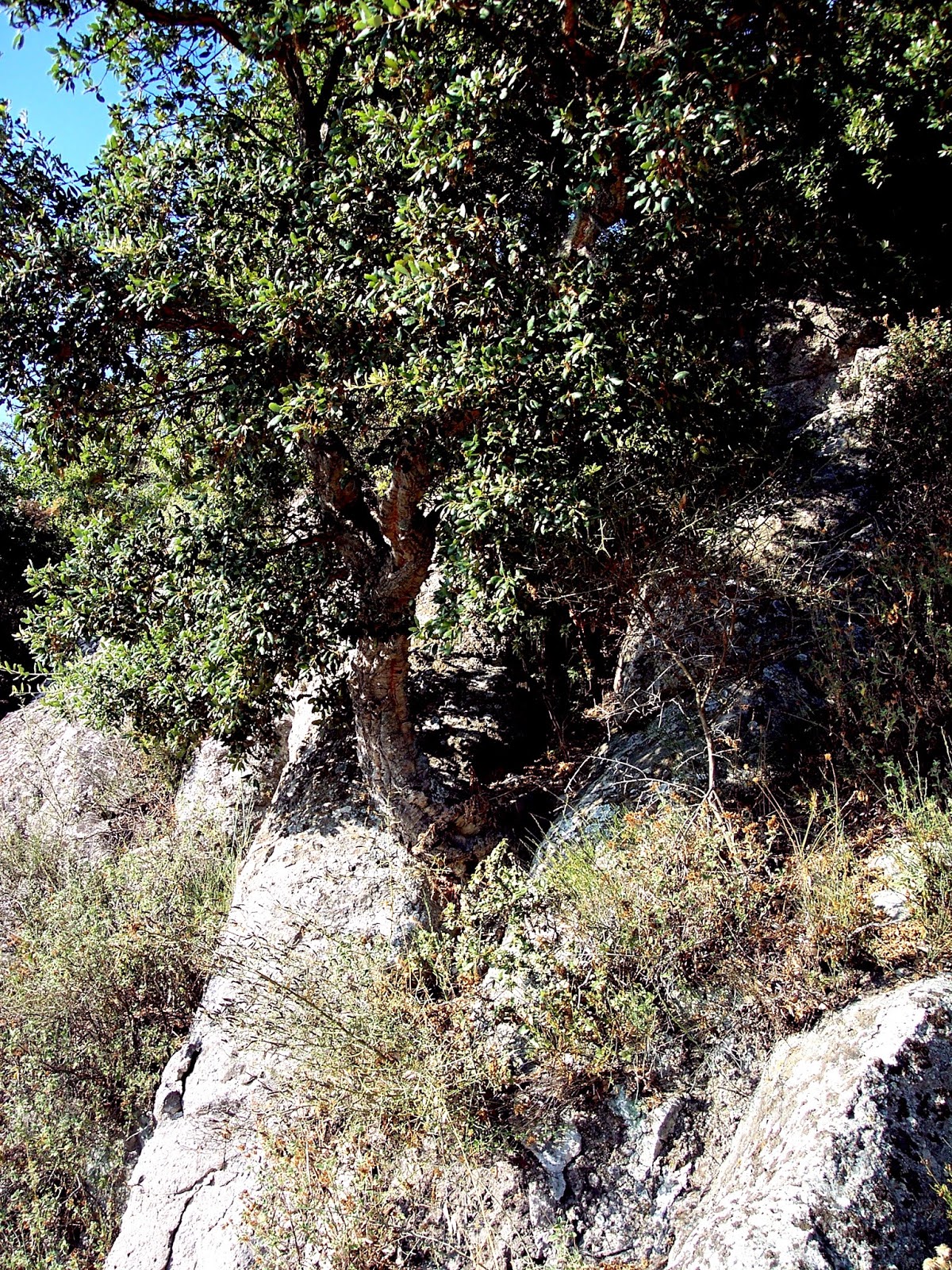 Alghero-Sardegna: agosto 2013