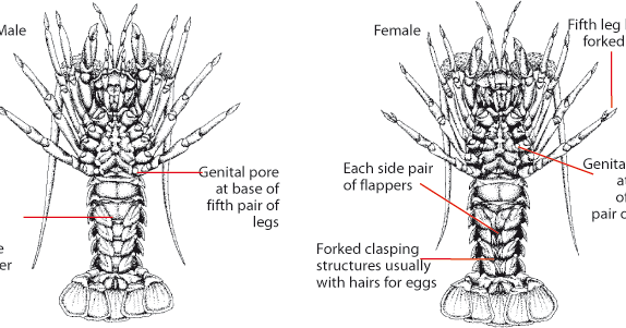 The Dancing Lobsters : Jay's Biology of Lobster