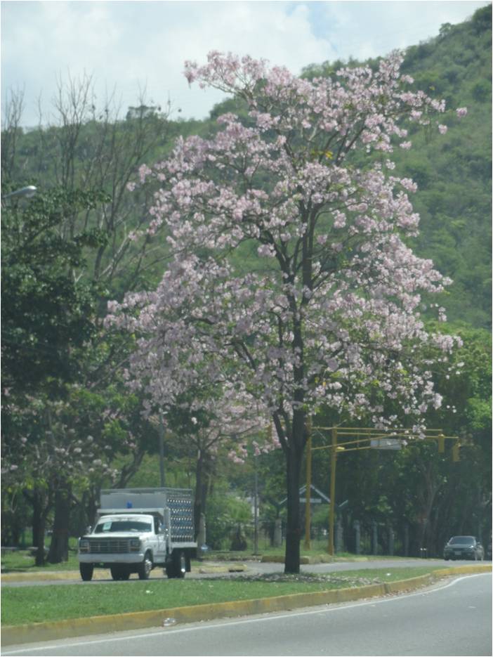 La Doctora De Las Plantas: Apamate (Tabebuia rosea) un árbol ...