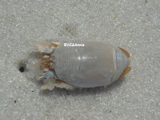 Vida em detalhes: Tatuí