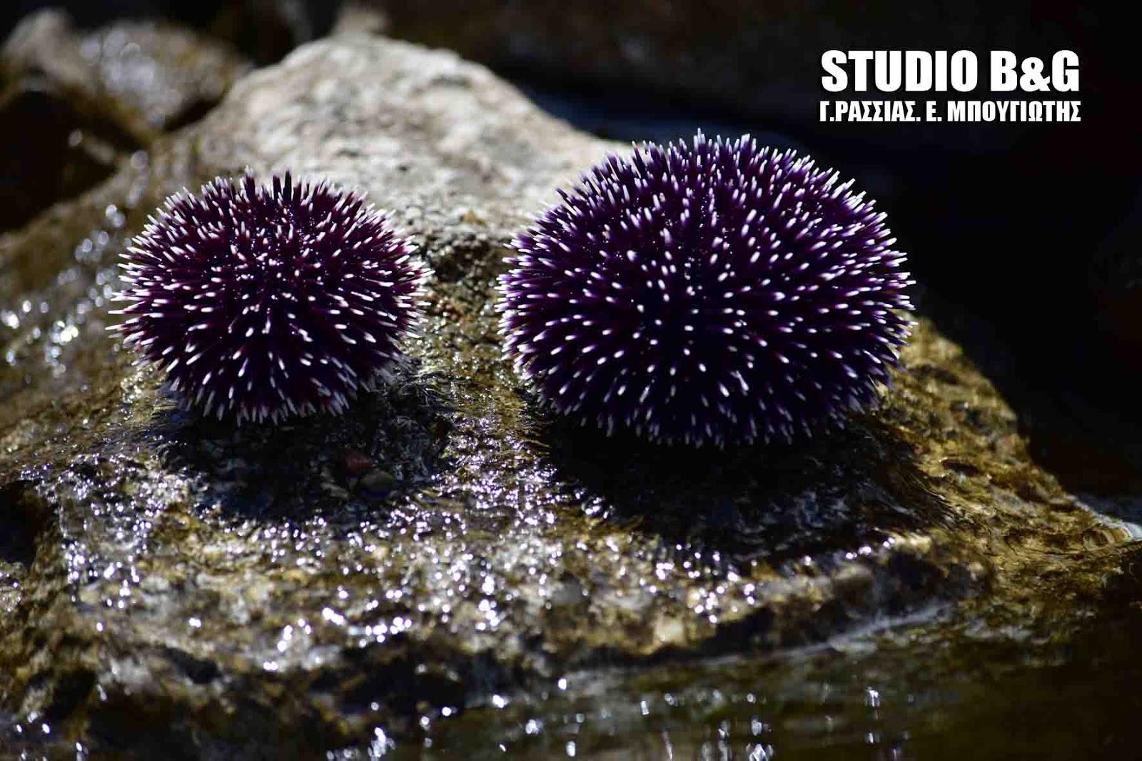 Φωτογραφία: ΝΑΥΠΛΙΟ: ΚΟΚΚΙΝΟΣ ΑΧΙΝΟΣ!