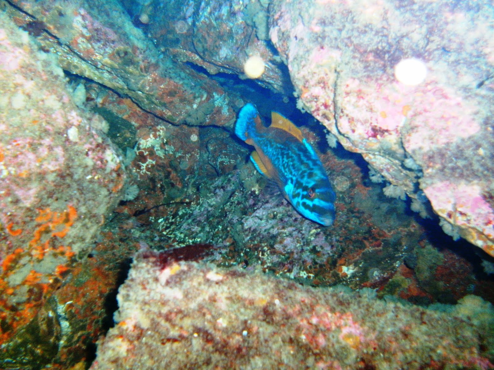 Sea Slug and the Turtle: Male Cuckoo Wrasse - Labrus mixtus