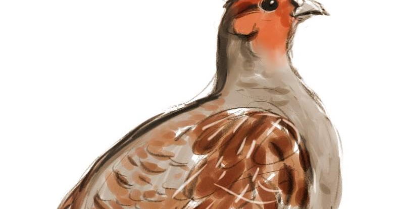 Birds: Grey Partridge