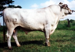 GANADO DOBLE PROPOSITO: RAZA CARORA