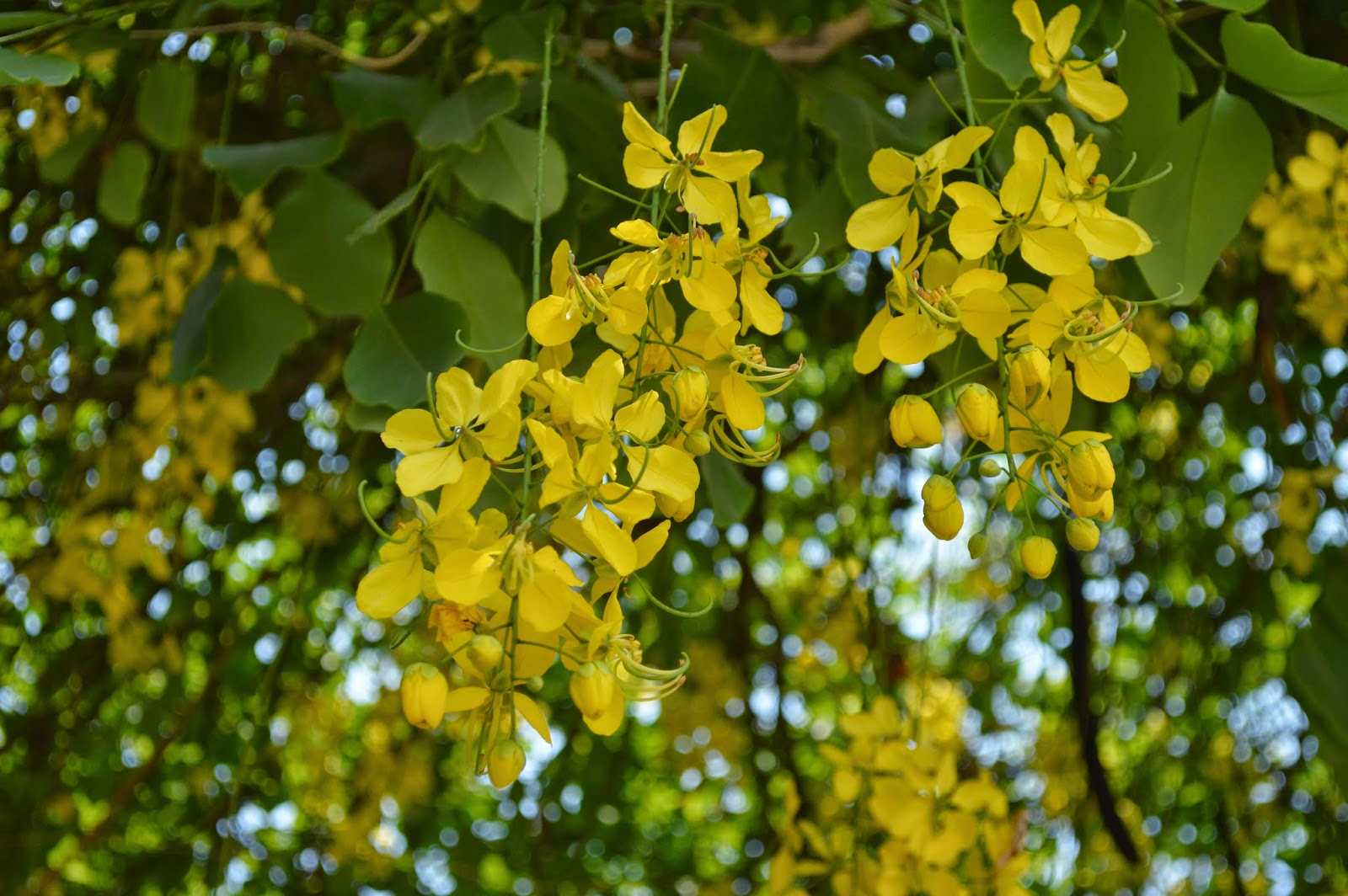 Dreams are made of these...: A visit home