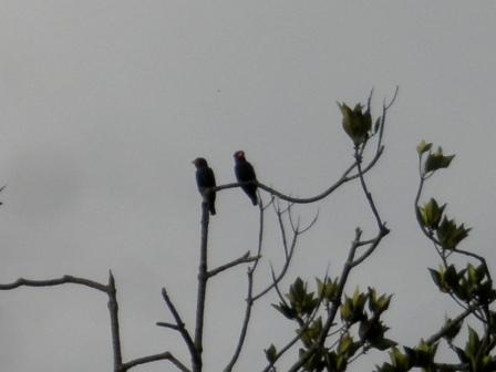 JALAN-JALAN JENAHAK PANGGANG: DOLLARBIRD DI JETI KUALA LUKUT