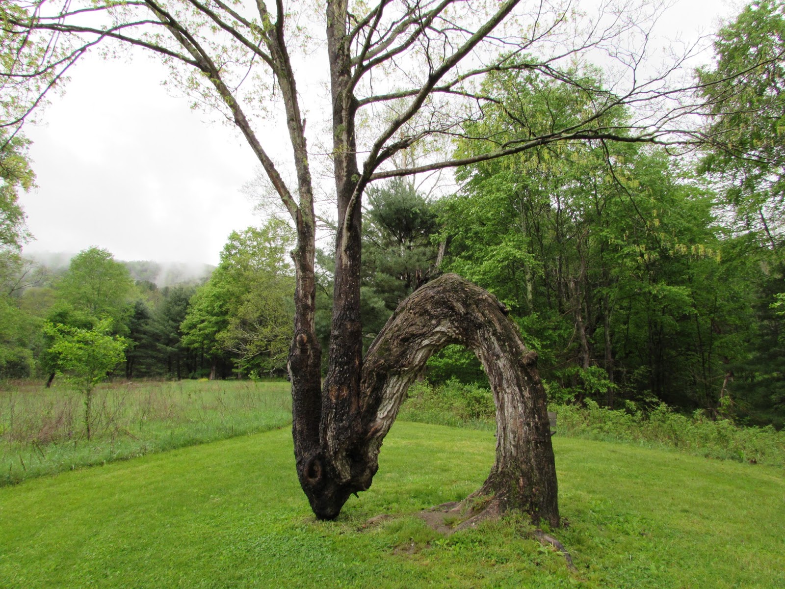Sinnemahoning State Park: Amazing Arched Tree, Interpretive Center ...