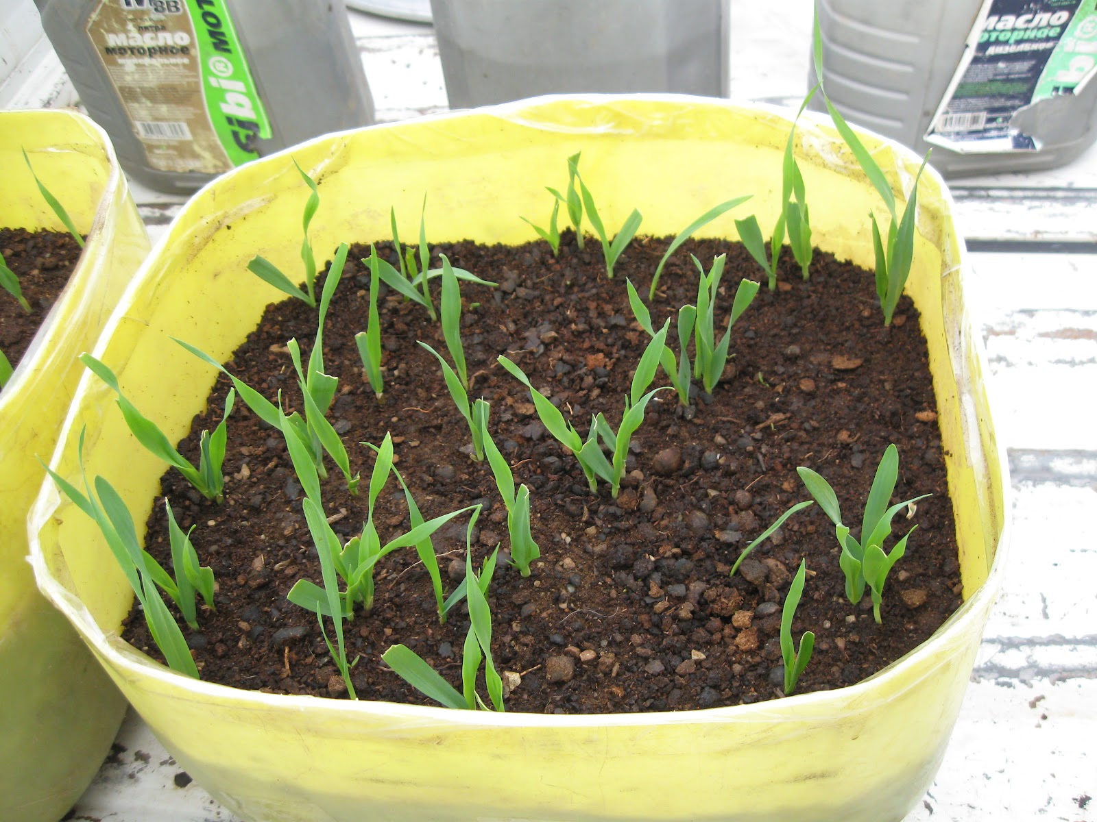 Nomadic Gardens: The bountiful harvests of Uvurkhangai