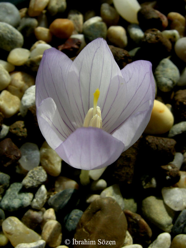 The Country Of Crocuses: Crocus kotschyanus subsp. kotschyanus