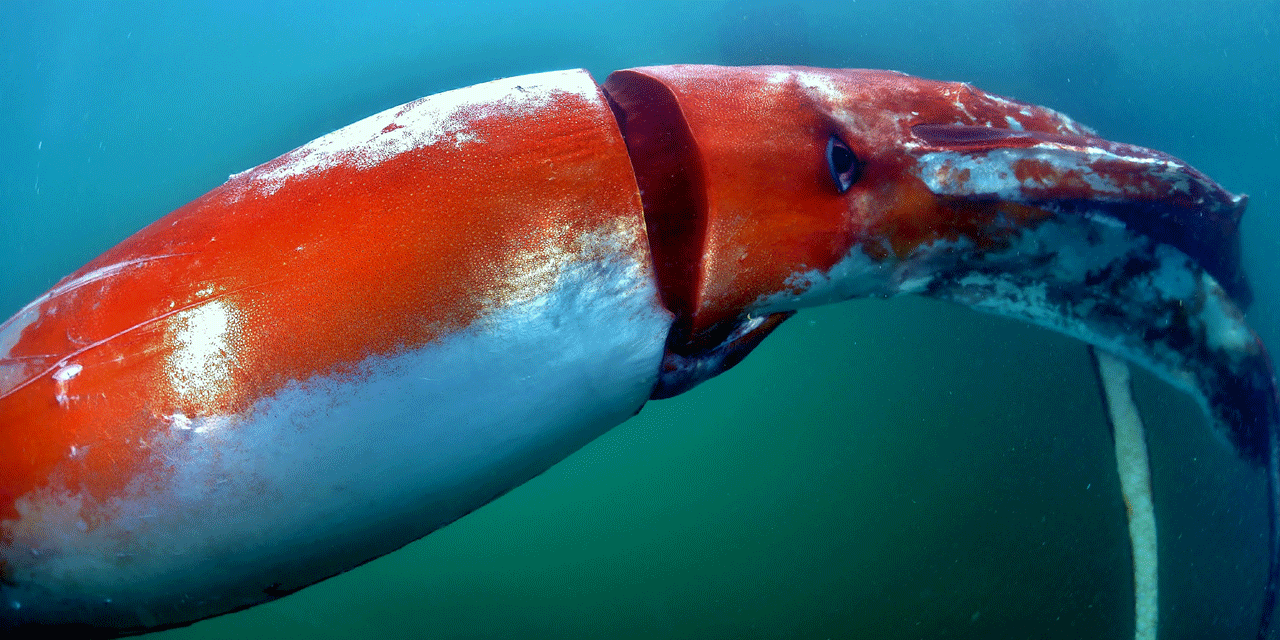 Plongée avec le calamar géant - Mission monstres marins | Culture-Video ...