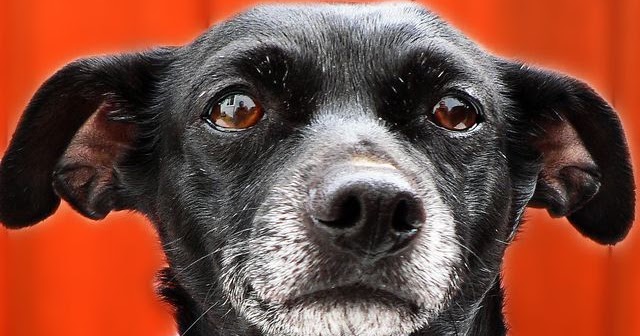 LA CASA DE CHAVELITO: EL SINDROME DEL PERRO "CHUSCO" Y SU PAPEL NEGRO ...