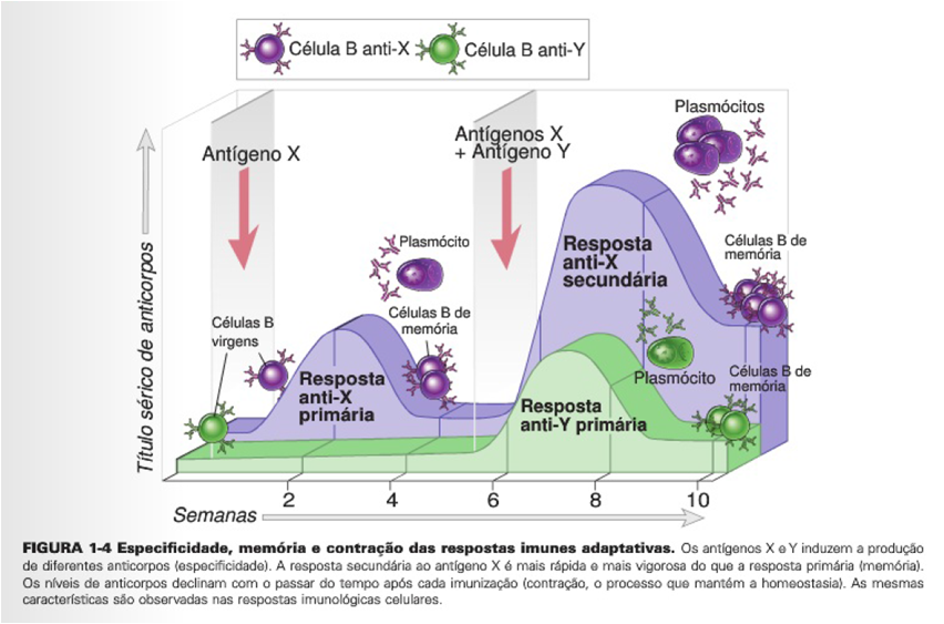 Bio prof. Viviane: Imunologia celular e molecular (Cap. 1) - Abbas
