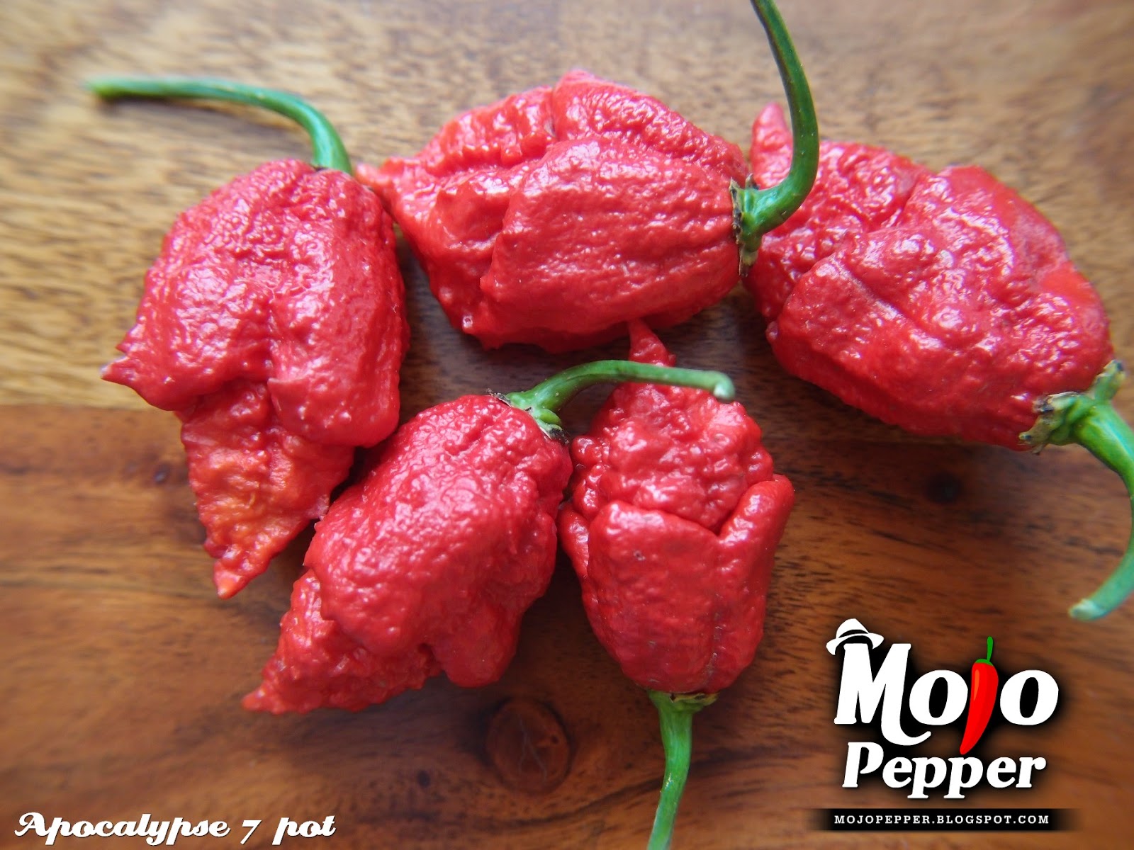 The Mojo Pepper - Just a Chili Pepper grower: Apocalypse 7 pot