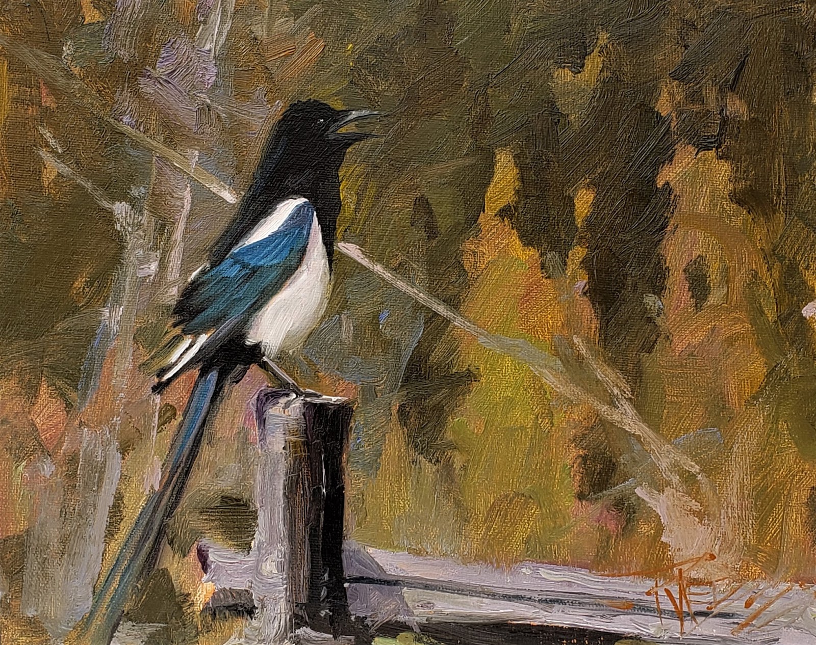 in plein air: "Magpie" original oil painting by Robin Weiss