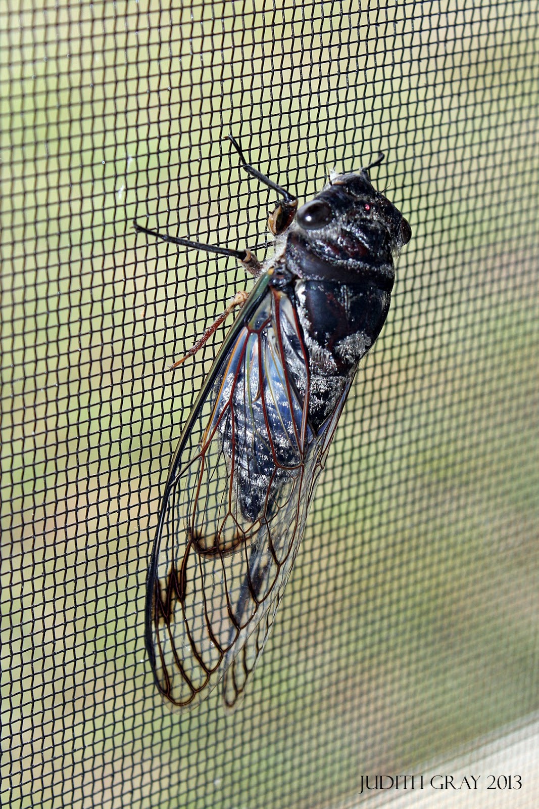 Cicada's & Rhino Beetle's January 2013