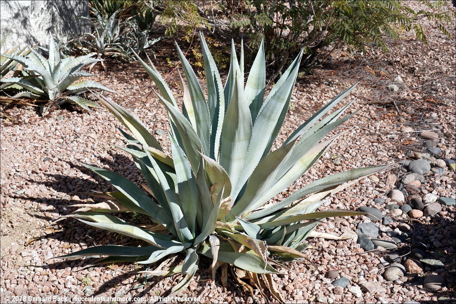 Agave hunter Ron Parker's personal collection