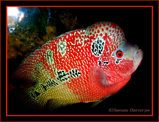 Cara Memelihara Ikan Lohan Dengan Benar ~ Cara Tikus