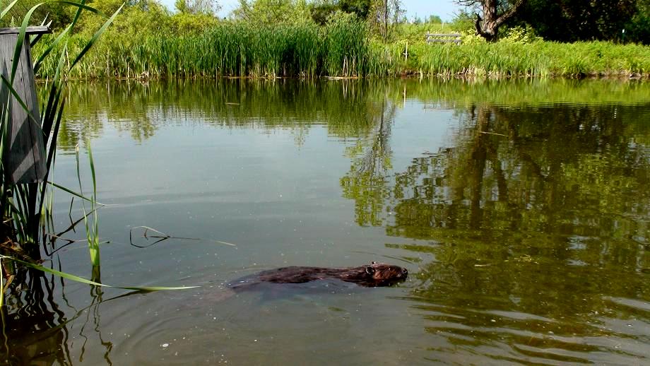 Tales From The Wilds: More Troubles for the Preserve's Beaver Colony