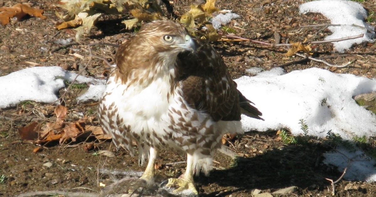 NJ Bird Photos: Birds of New Jersey: Red Tailed Hawk - Photo By Frank ...