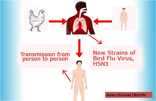 maqis_puteriharbour: Selsema burung (AVIAN INFLUENZA)