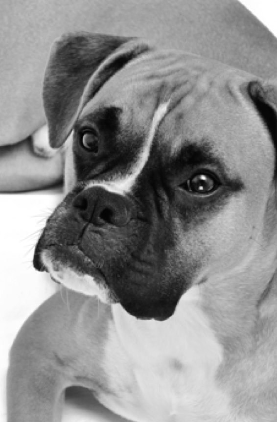 Pinta: Painting Made Simple - Linux notes from DarkDuck