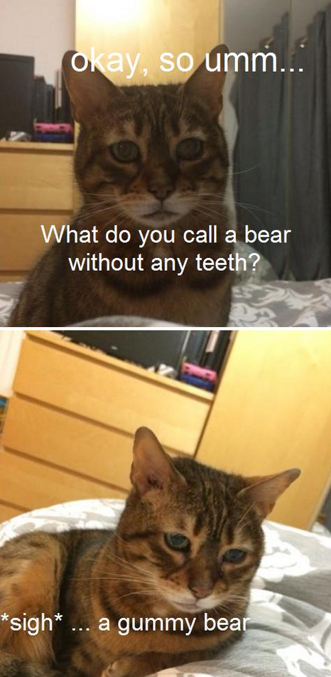 New cat memes compilation 2018