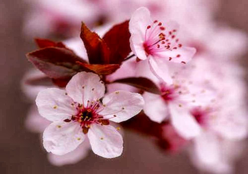 Flor tumblr - Imagui