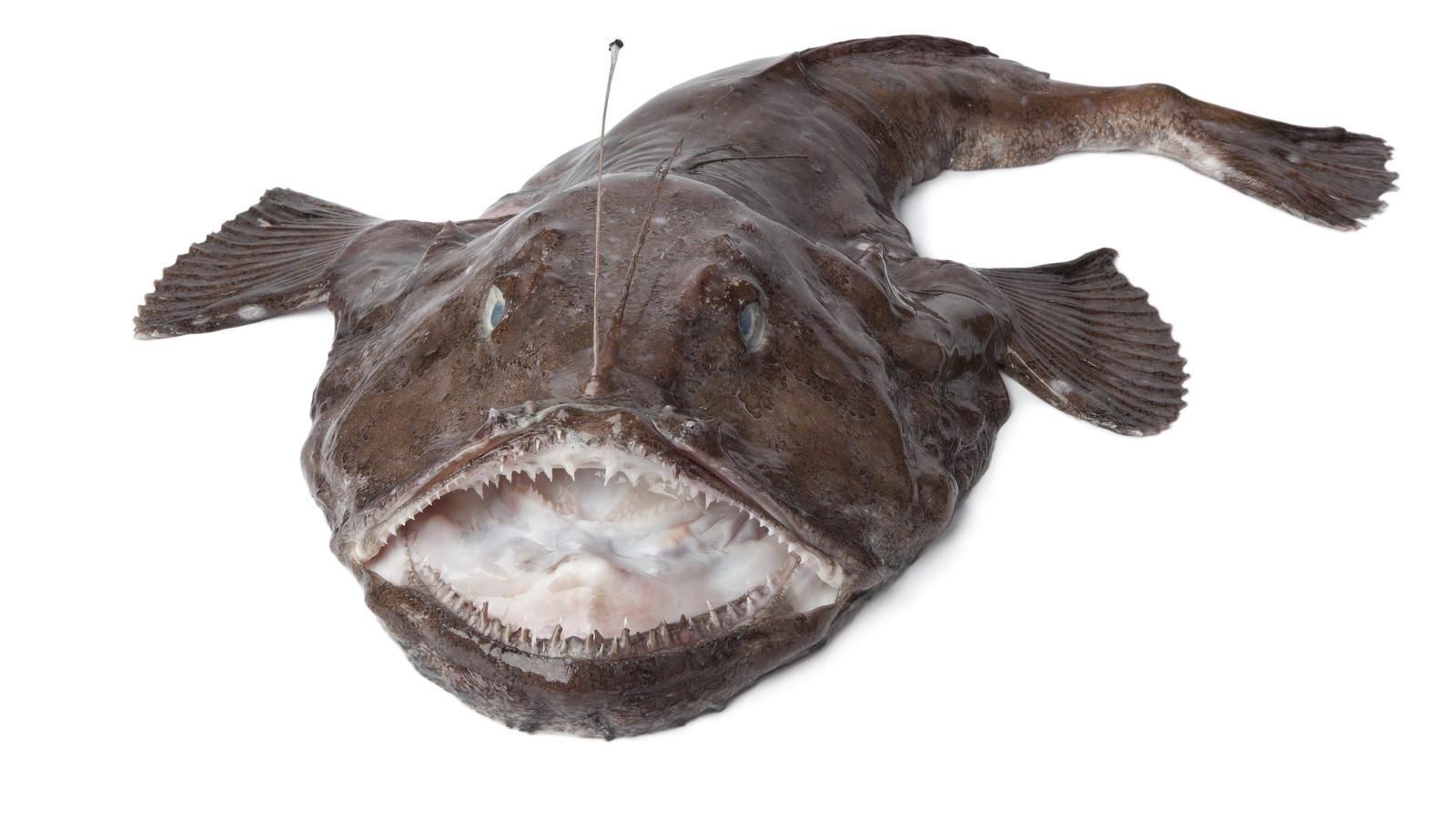 Dalmatinska gastronomija by Bob Smith: Brujet by Bob