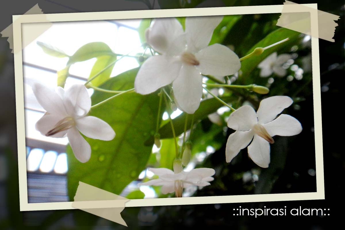 inspirasi alam: Jeliti:: Relevan & Bergaya...