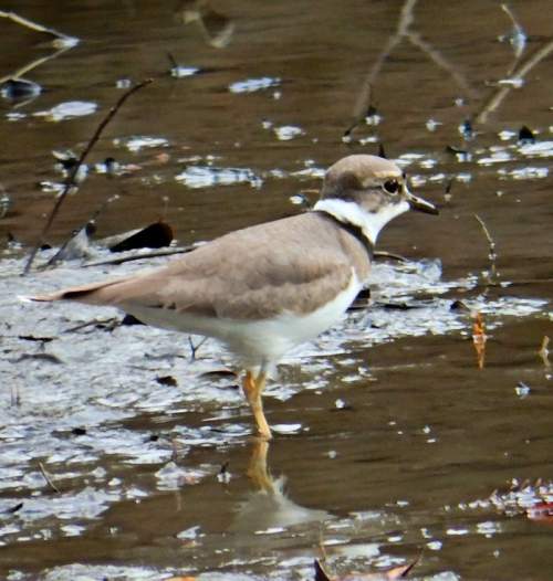 Long-billed plover | Birds of India | Bird World