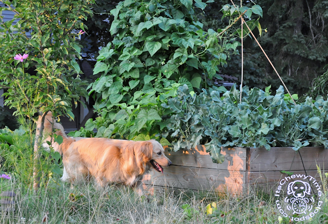 It's Chewy Time!: Growing Veggies for Your Dog, Part 1: Easy, Low ...