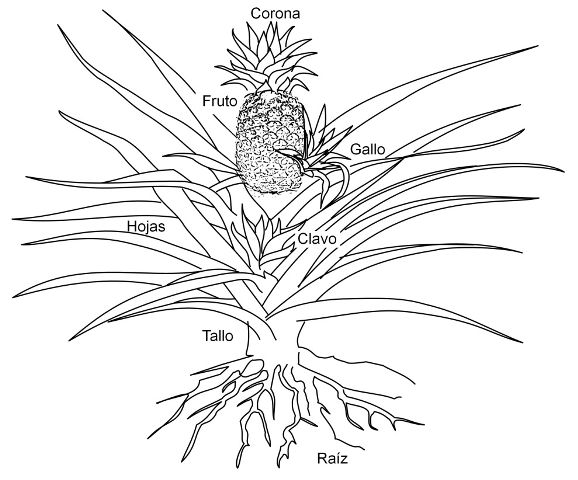 La Piña Tropical: Taxonomía, Botánica y Fisiología de la Piña Tropical